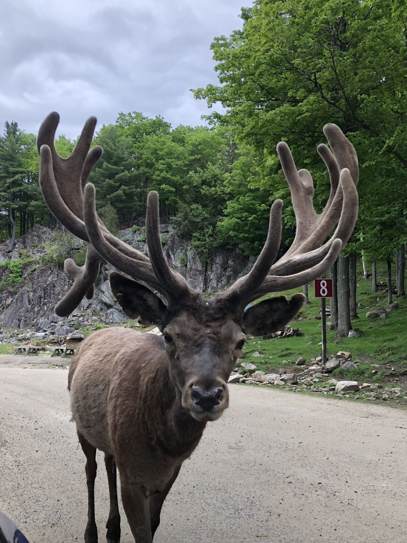 Parc Omega: Aventura e Natureza no Coração do Canadá - Turista100Rumo
